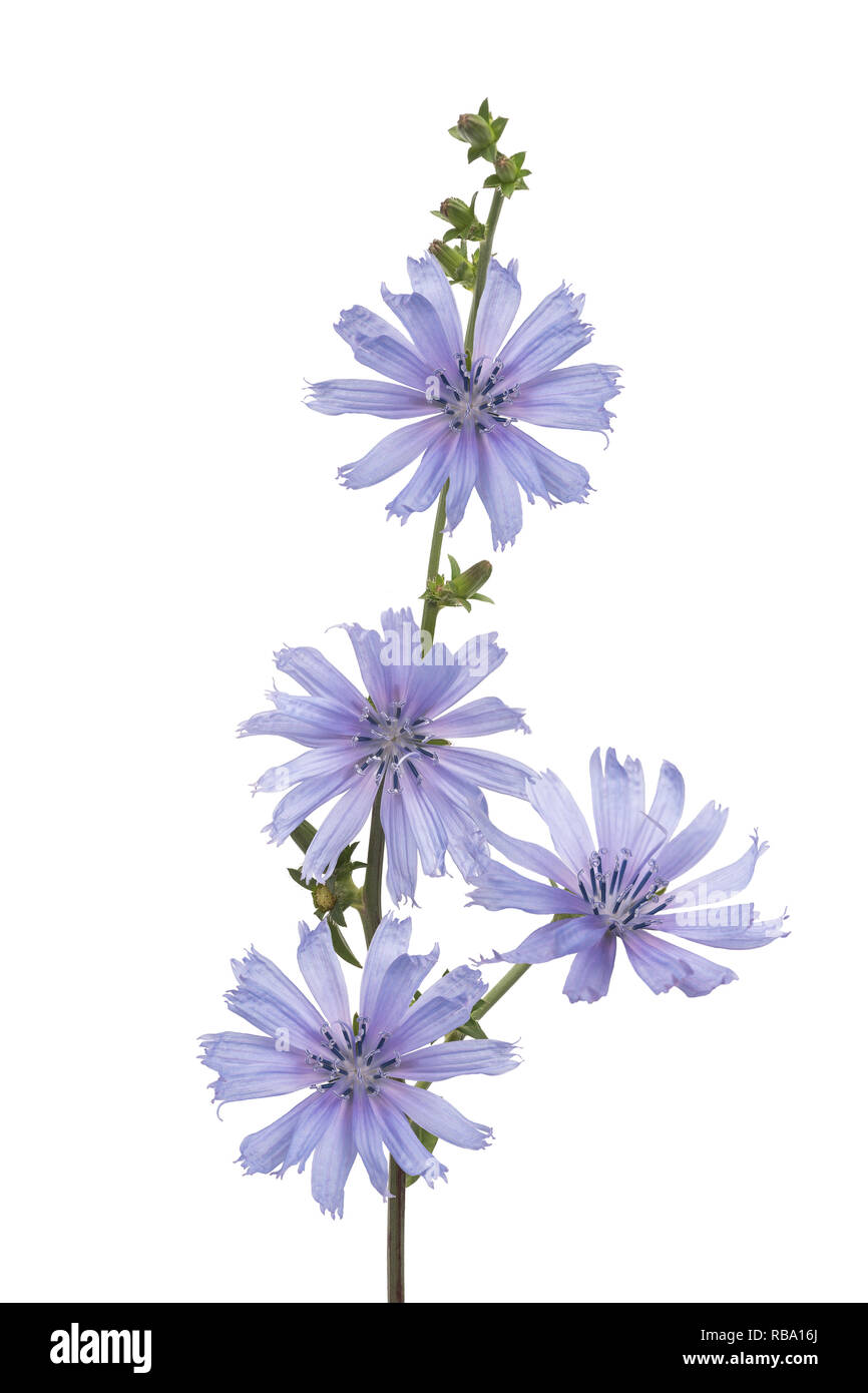 Chicory plant Cut Out Stock Images & Pictures - Alamy
