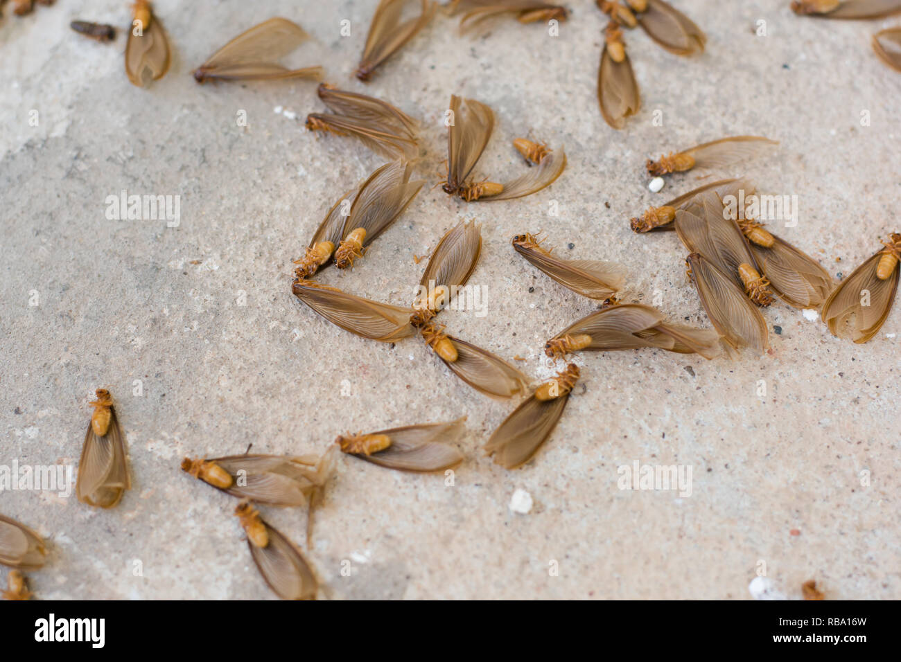 Timber floor damage termites hi-res stock photography and images - Alamy