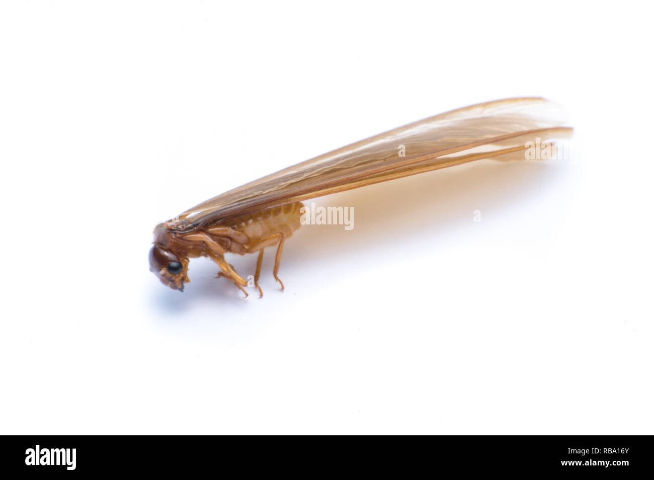 flying termite or Alates isolated on white background Stock Photo - Alamy