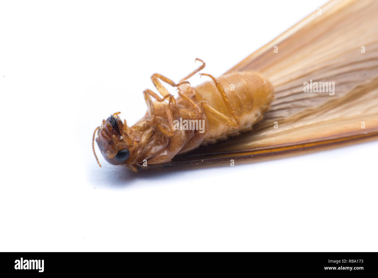 flying termite or Alates isolated on white background Stock Photo - Alamy