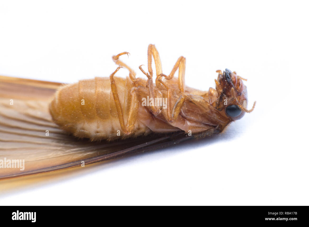 Flying termites hi-res stock photography and images - Alamy