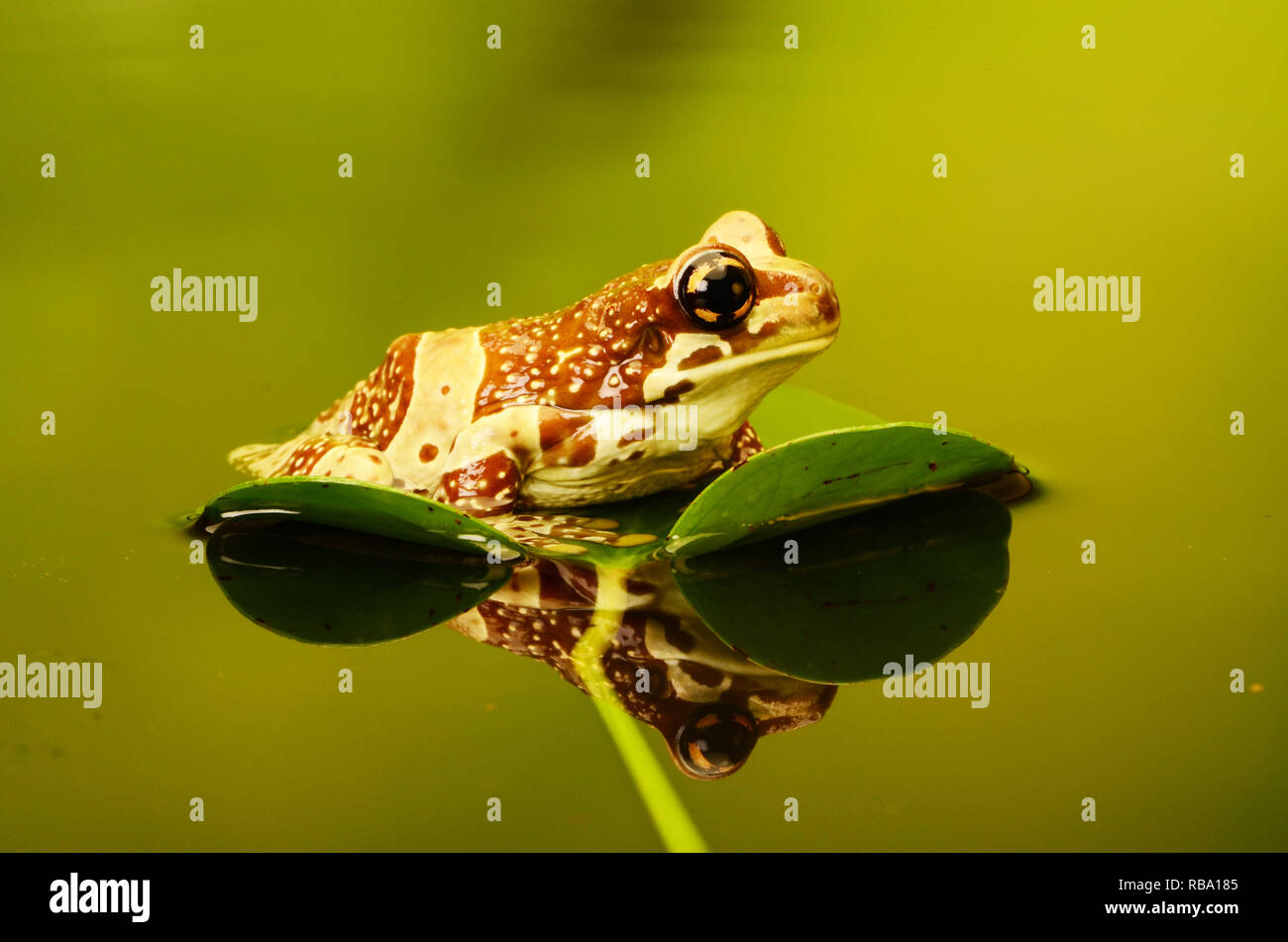 Amazon Milk Frog - Adult (Trachycephalus resinifictrix Stock Photo - Alamy