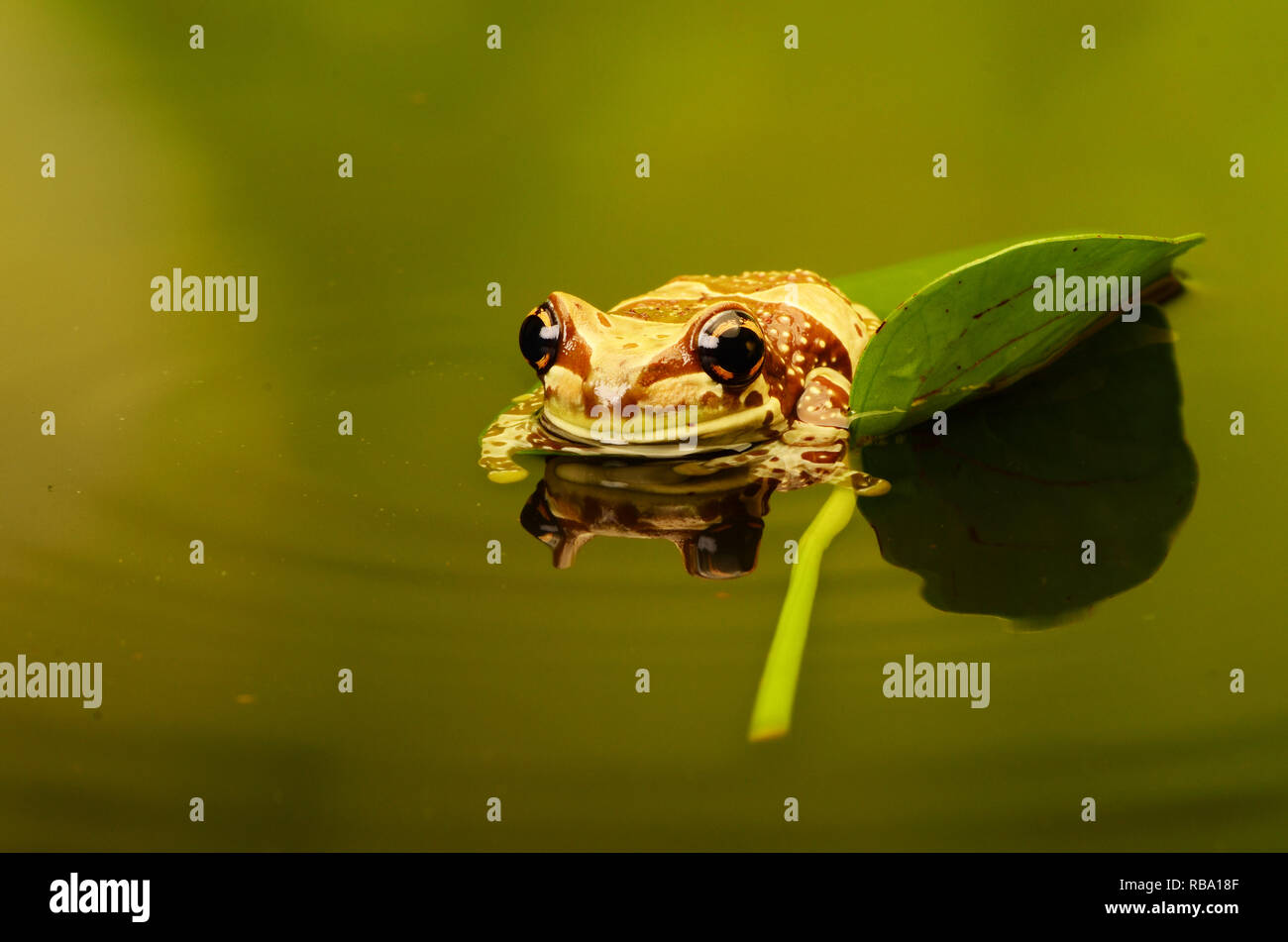 Amazon Milk Frog - Adult (Trachycephalus resinifictrix Stock Photo - Alamy