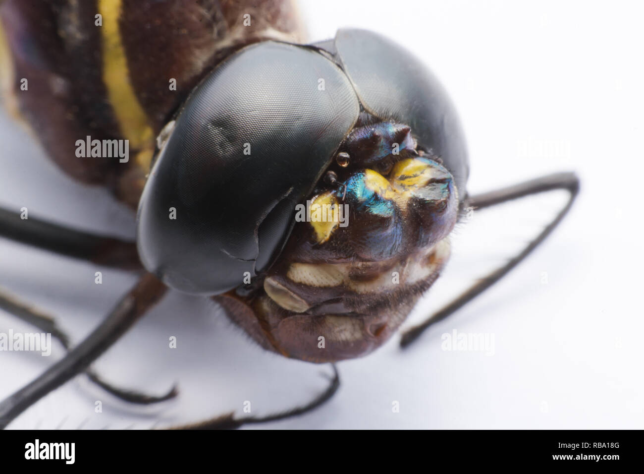 close up dragonfly macro isolated on white background Stock Photo - Alamy