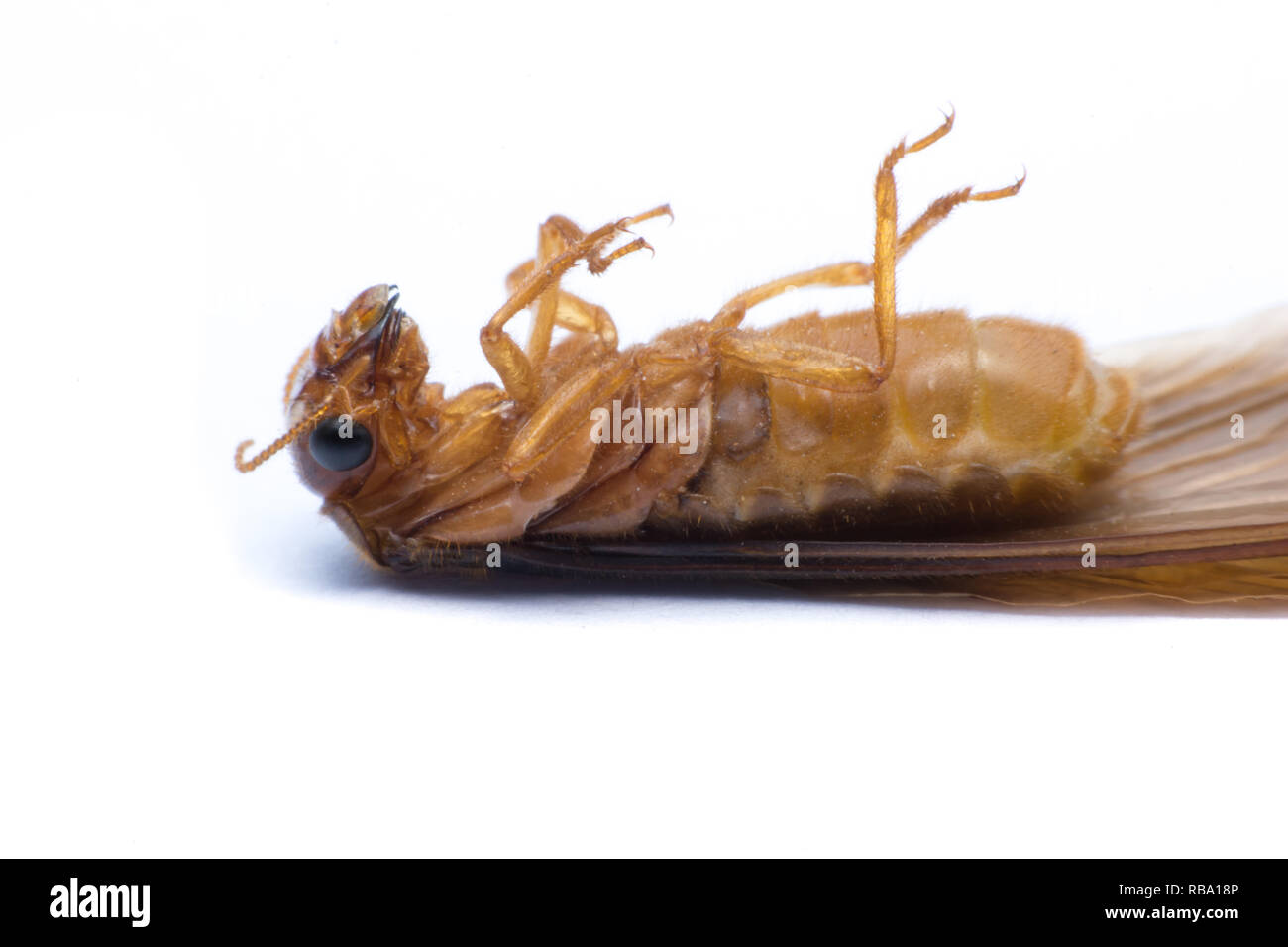 flying termite or Alates isolated on white background Stock Photo - Alamy