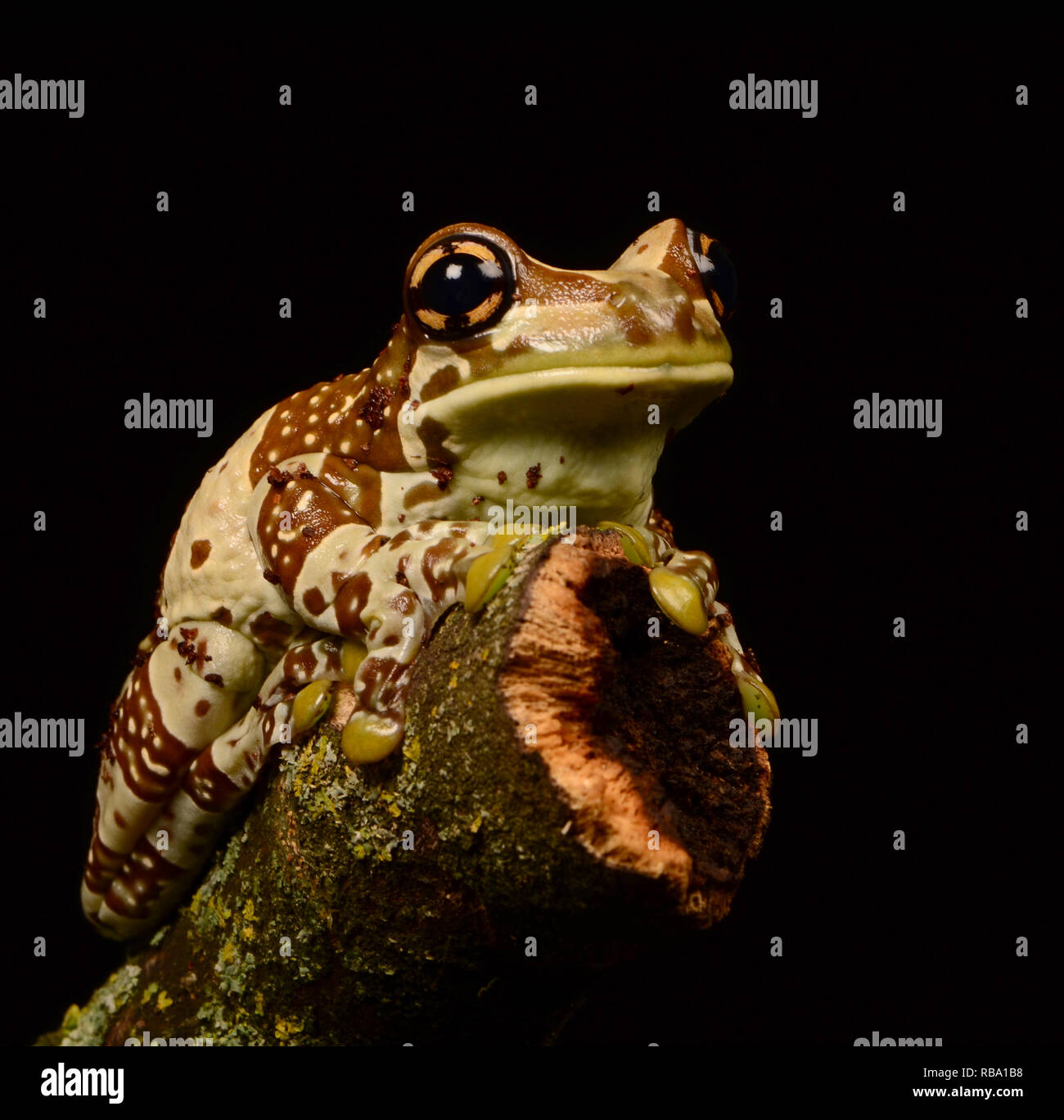 Amazon Milk Frog - Adult (Trachycephalus resinifictrix Stock Photo - Alamy