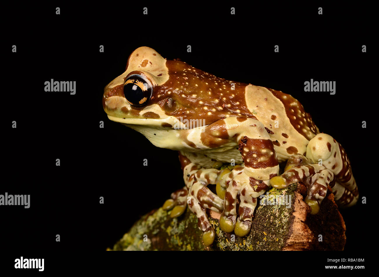 Amazon Milk Frog - Adult (Trachycephalus resinifictrix Stock Photo - Alamy