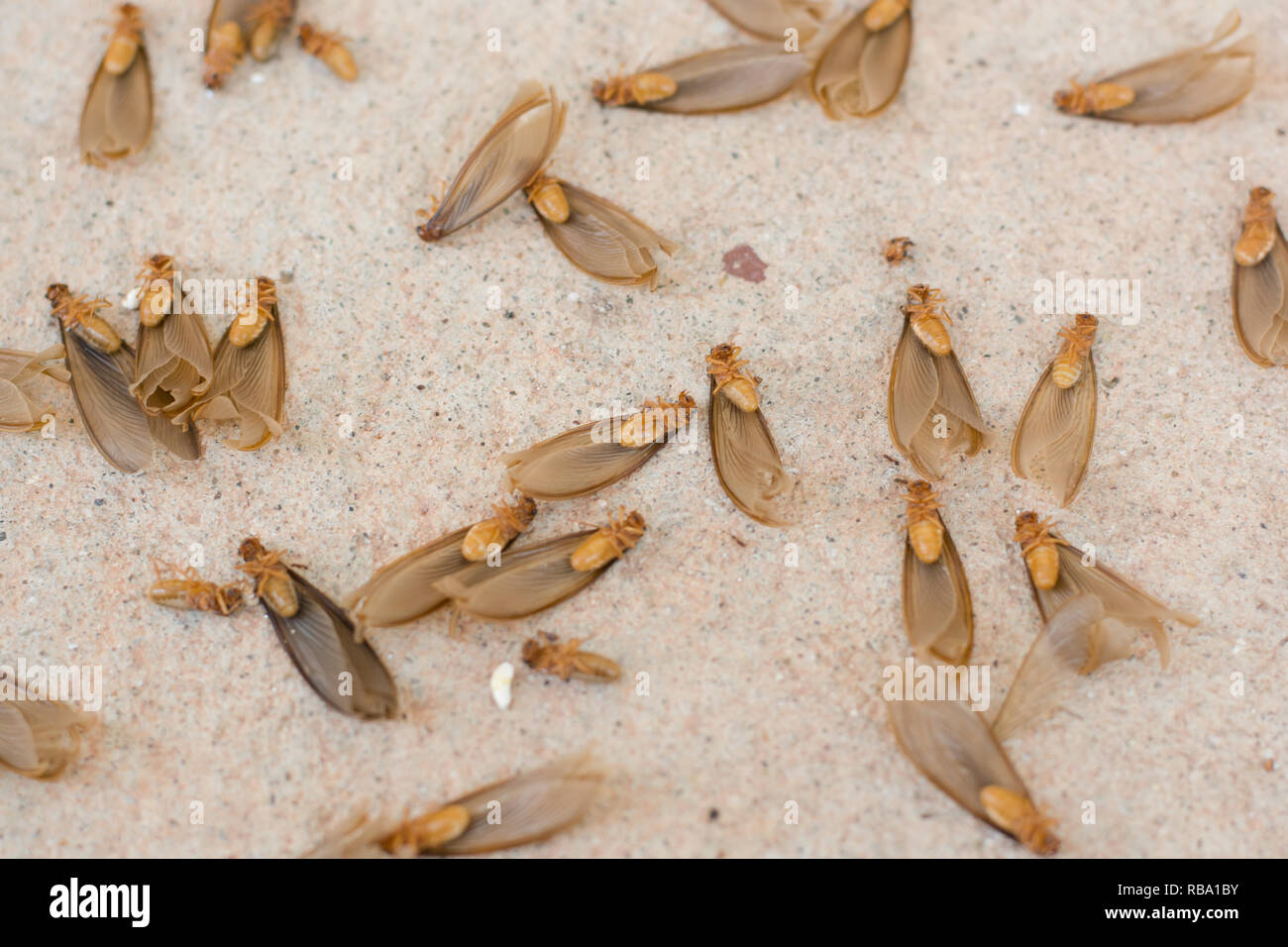 many of brown winged termite (alates) on cement floor Stock Photo - Alamy