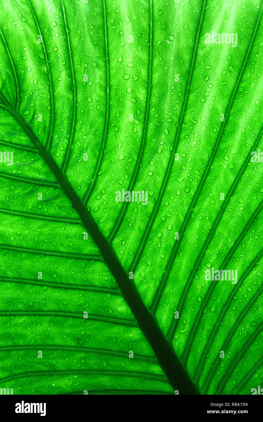 Macro shot detail of green leaf. Natural green leaf texture background ...