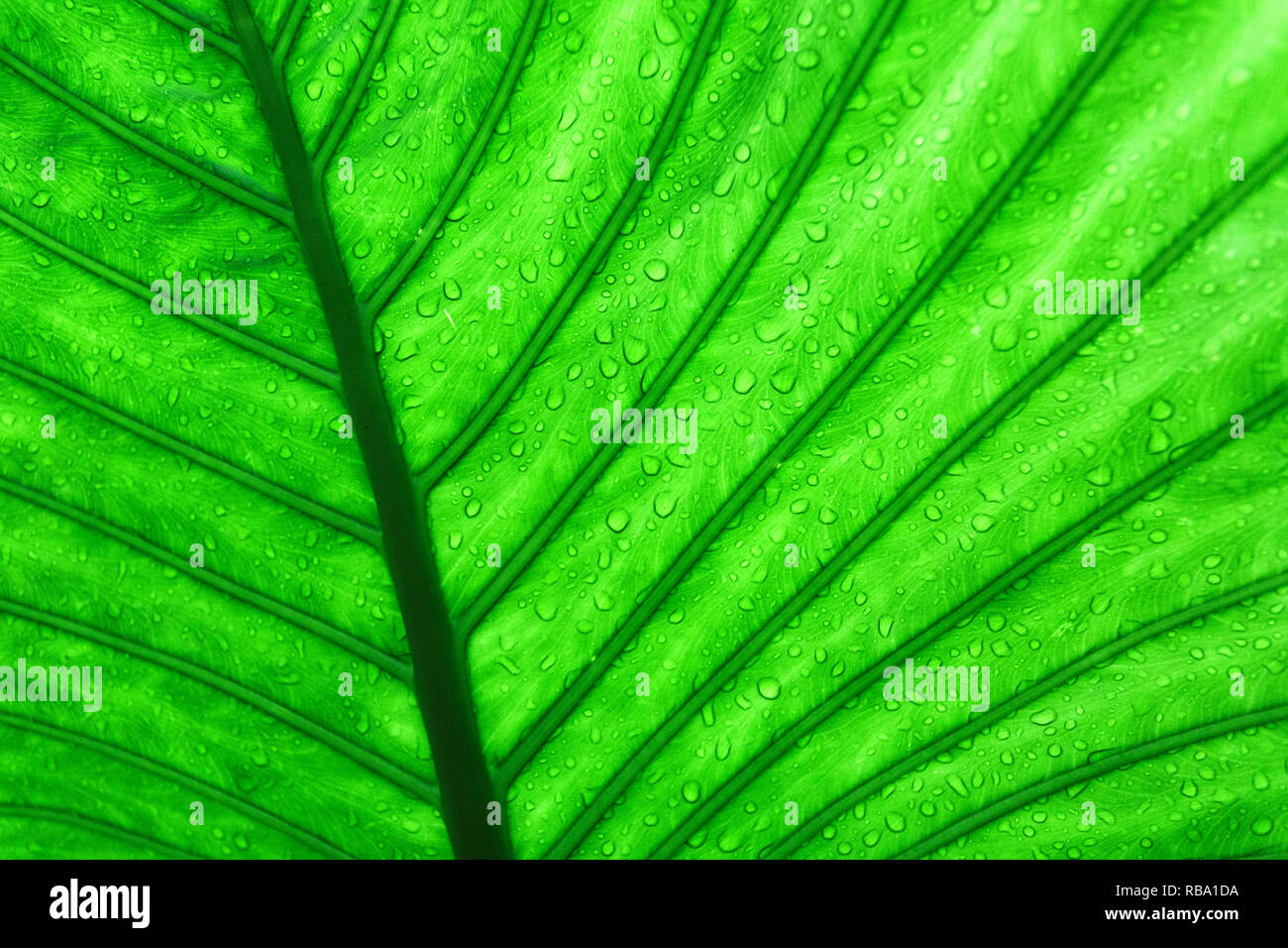 Macro shot detail of green leaf. Natural green leaf texture background ...
