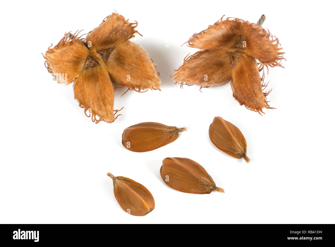 Beech Nut Shell High Resolution Stock Photography and Images - Alamy