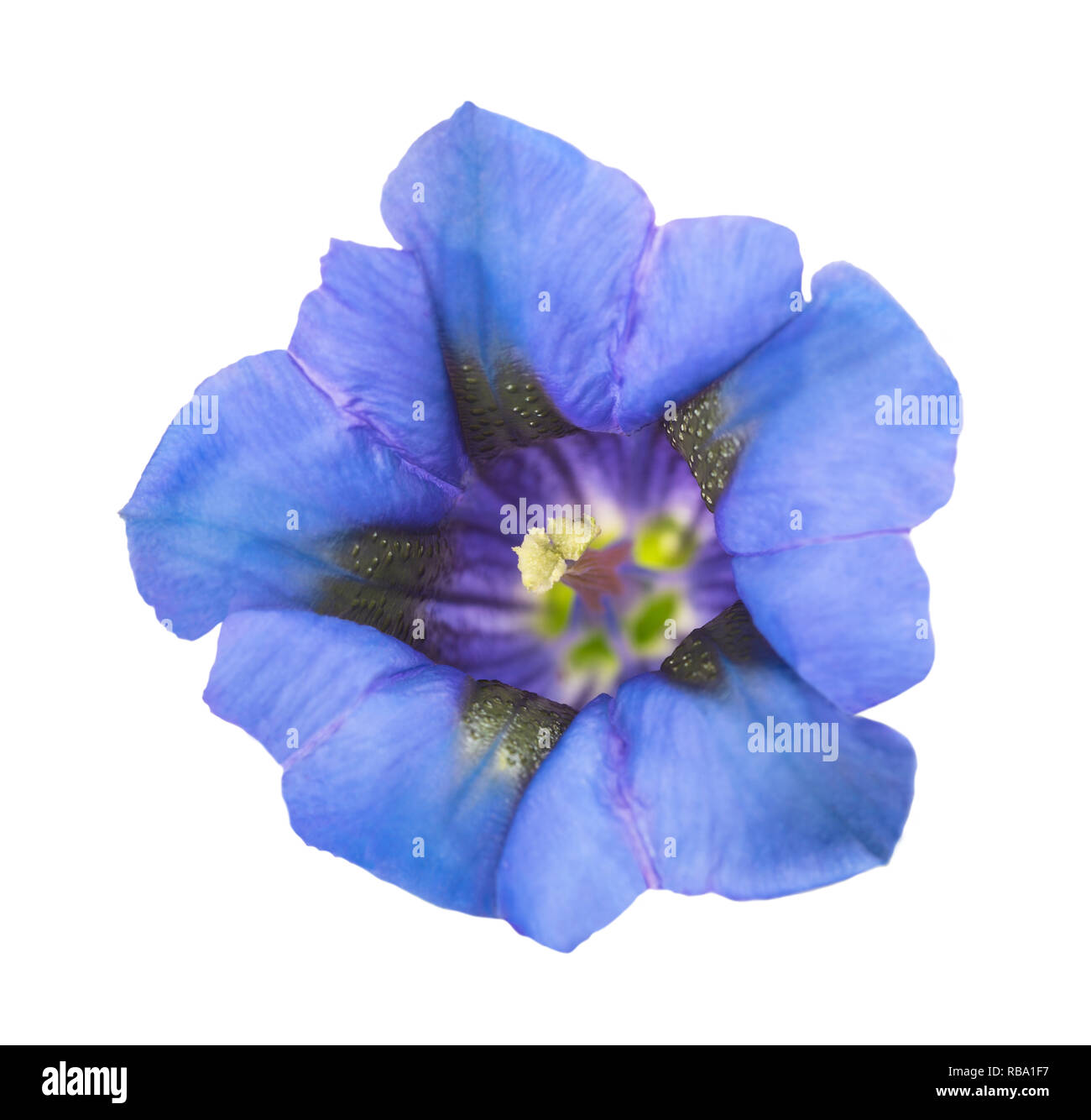 Gentian flower head ( Gentiana acaulis ) isolated on white Stock Photo ...