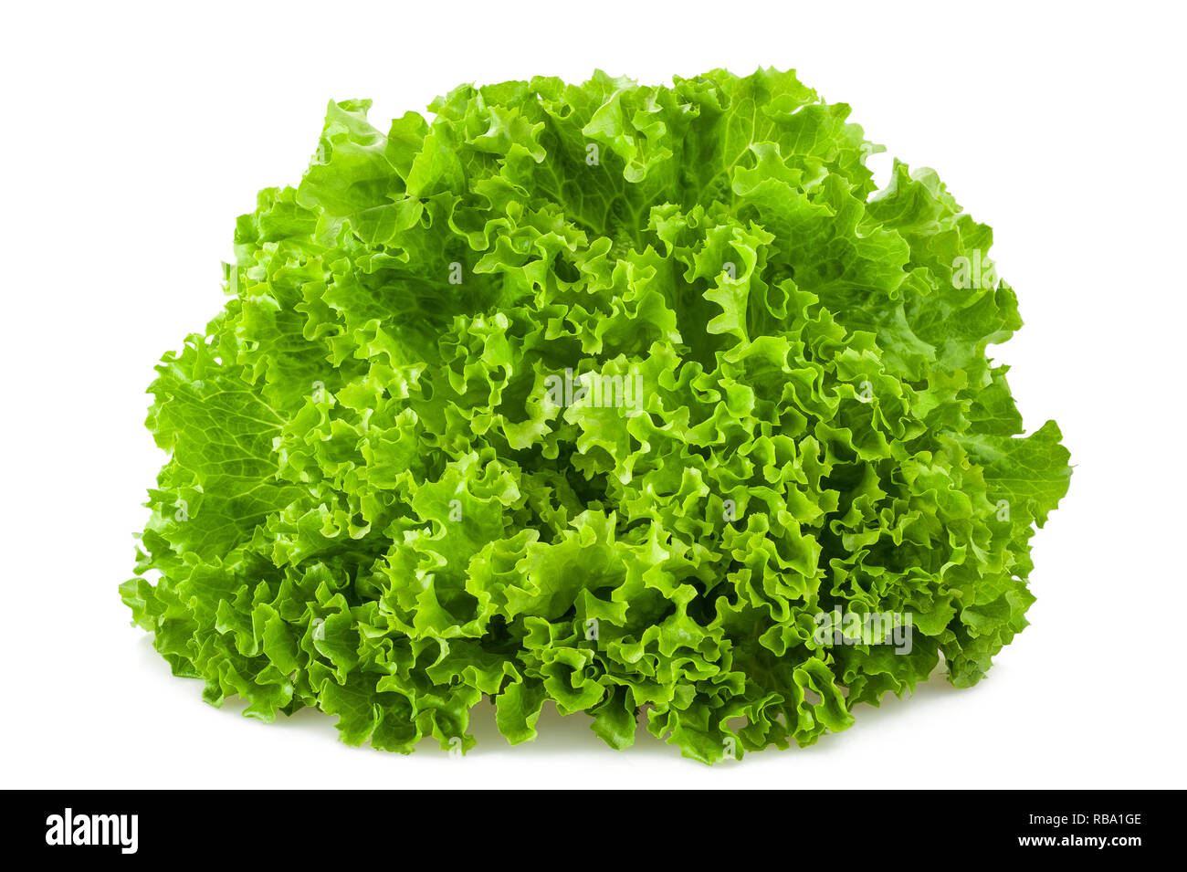 Frisee salad isolated on white background Stock Photo - Alamy