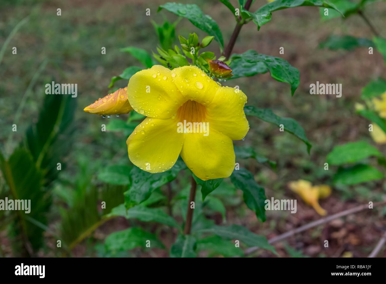 Allamanda flower hi-res stock photography and images - Alamy