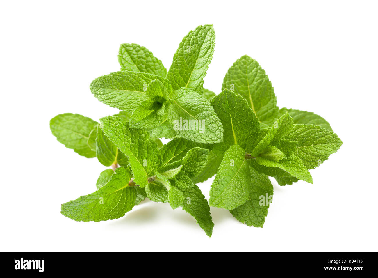 Fresh mint isolated on white background Stock Photo - Alamy