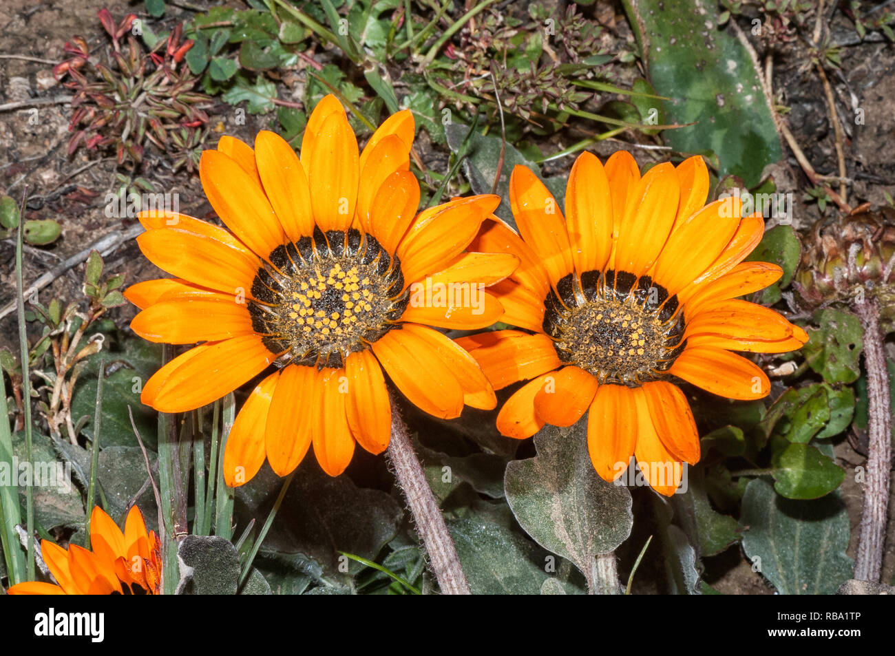 Botterblom or gousblom, Gazania krebsiana, near Nieuwoudtville in the ...