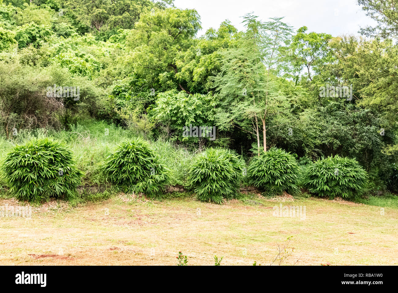 Close view of small Bamboo tree leafs shrubs & hibiscus tree shrubs in ...