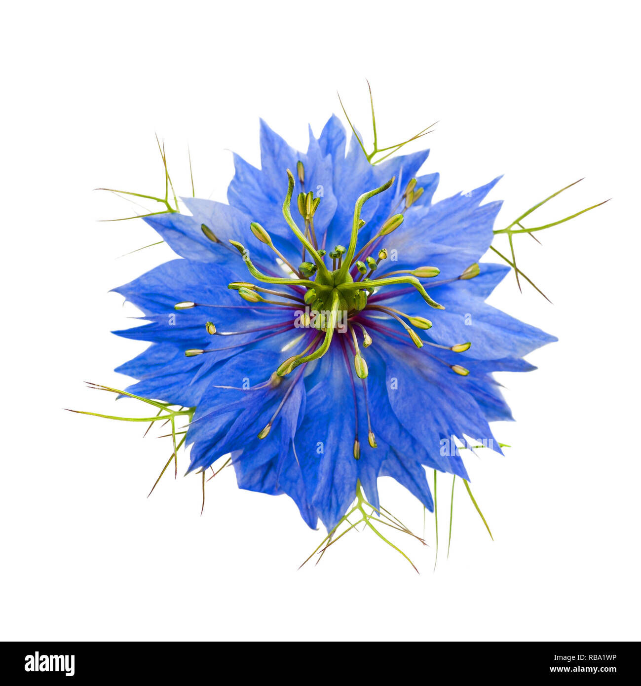 Nigella flower petals hi-res stock photography and images - Alamy