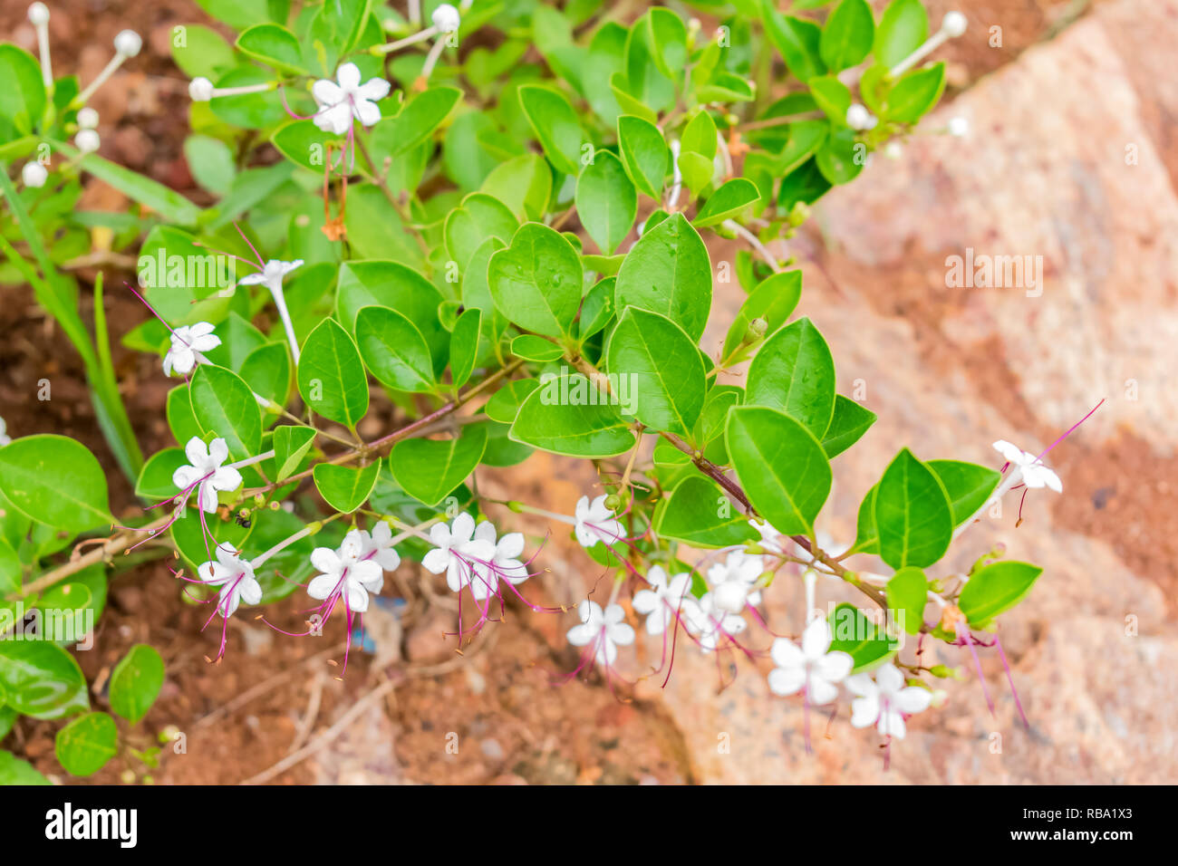 Clerodendron High Resolution Stock Photography and Images - Alamy