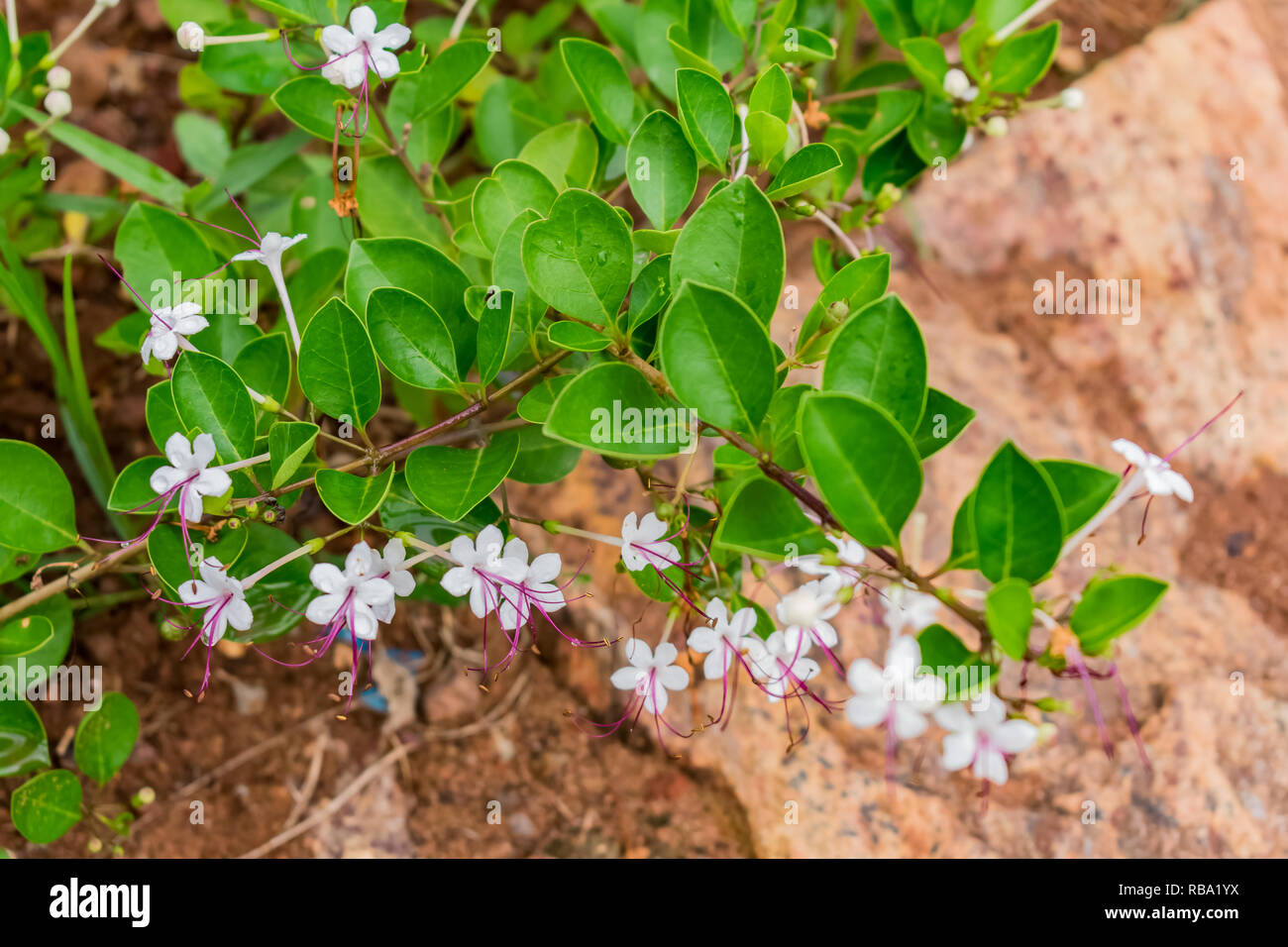 Clerodendron hi-res stock photography and images - Alamy