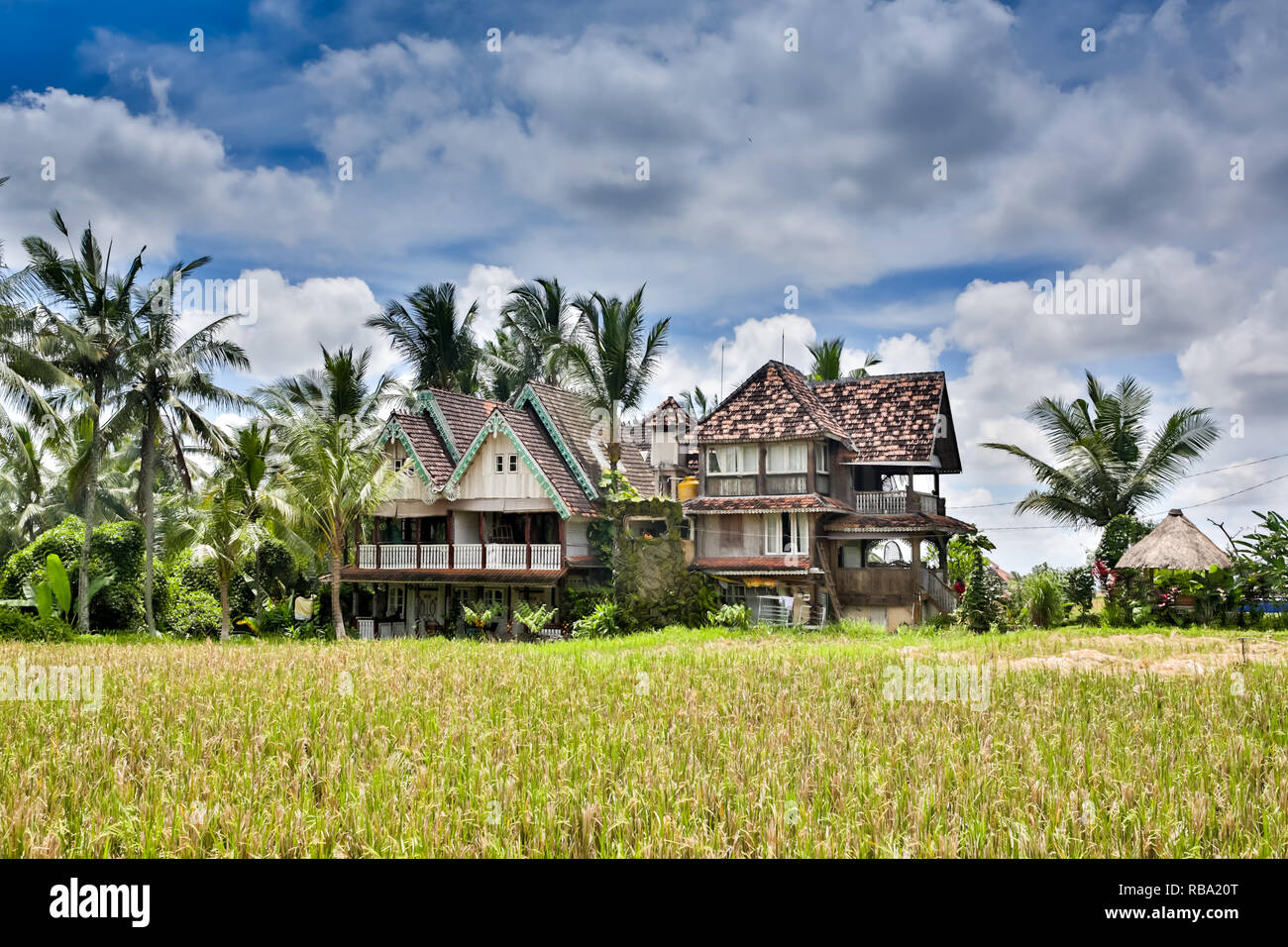 Rural house in morning sunlight standing on the rice field in ...