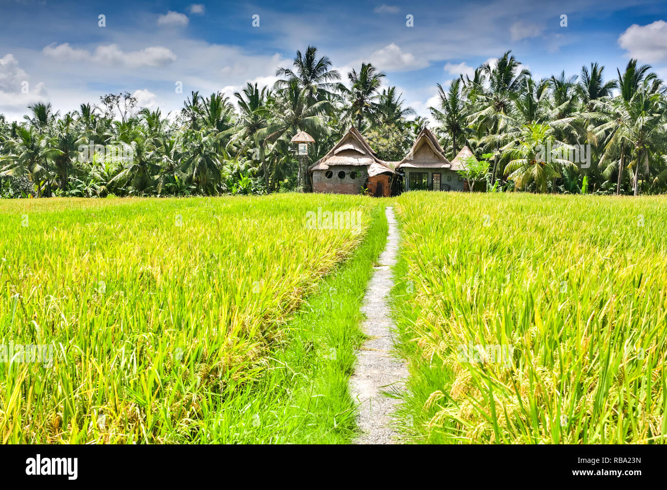 Rural house in morning sunlight standing on the rice field in ...