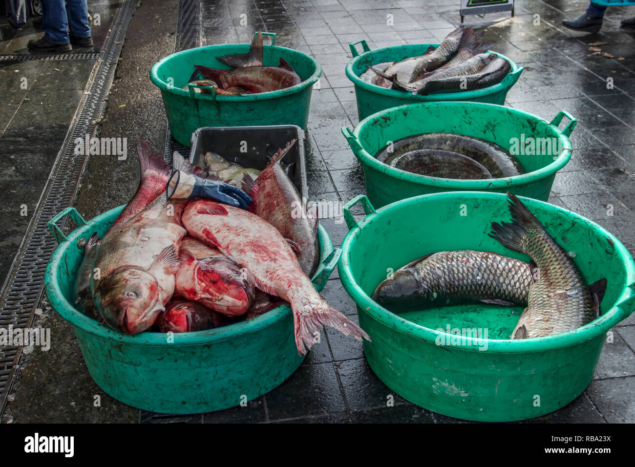 Belgrade, Serbia - Freshwater fish caught in the Danube River showcased ...