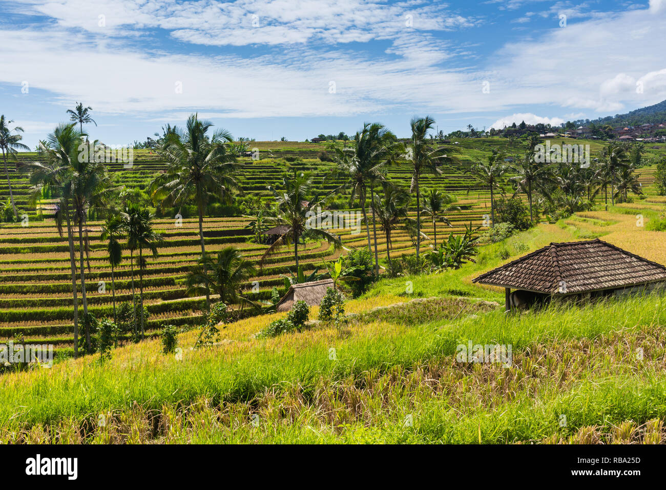 Rice terraces in mountains at sunrise, Bali Indonesia Stock Photo - Alamy