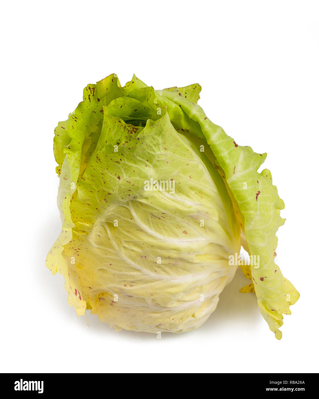 variegated Chicory isolated on white Stock Photo - Alamy