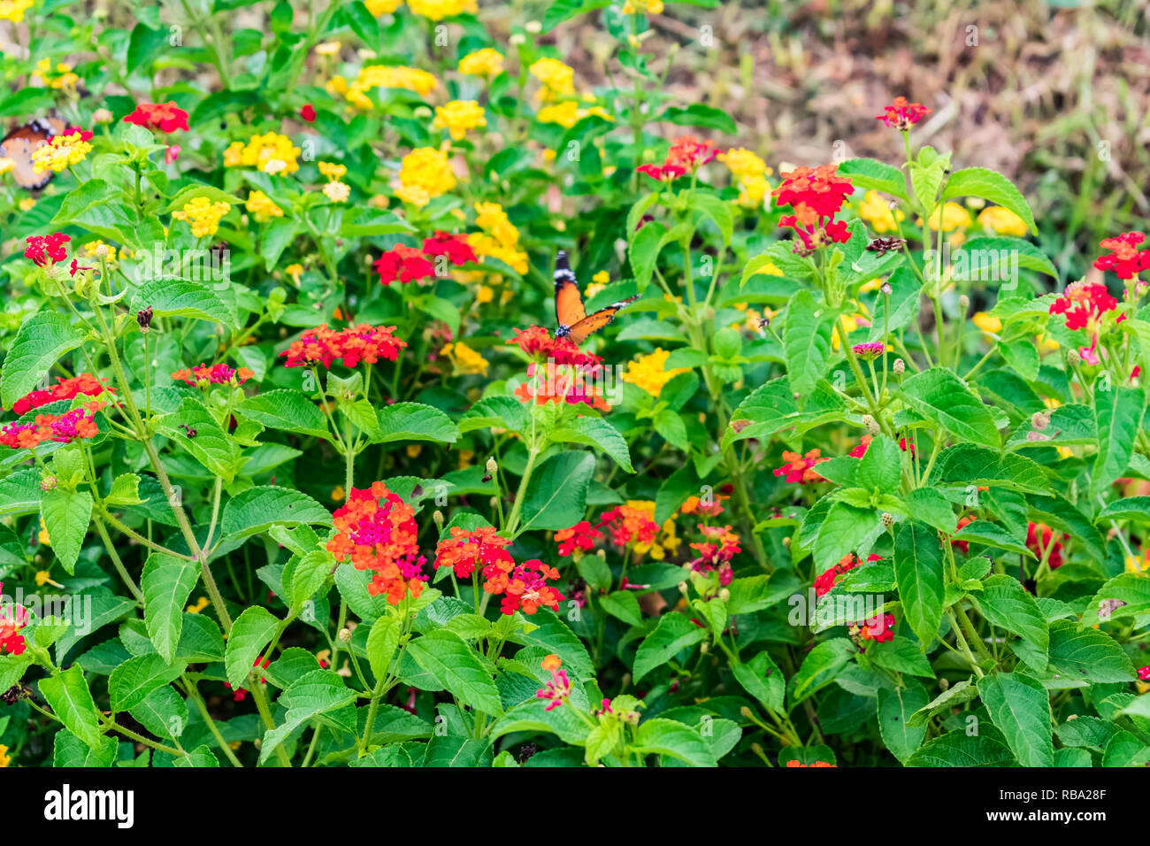 Rainy season insects hi-res stock photography and images - Alamy