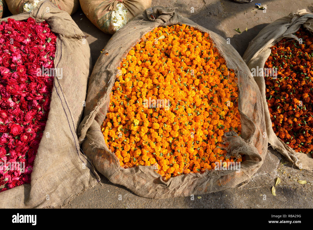 Cloth sacks of freshly harvested Indian marigold and rose flowers on ...