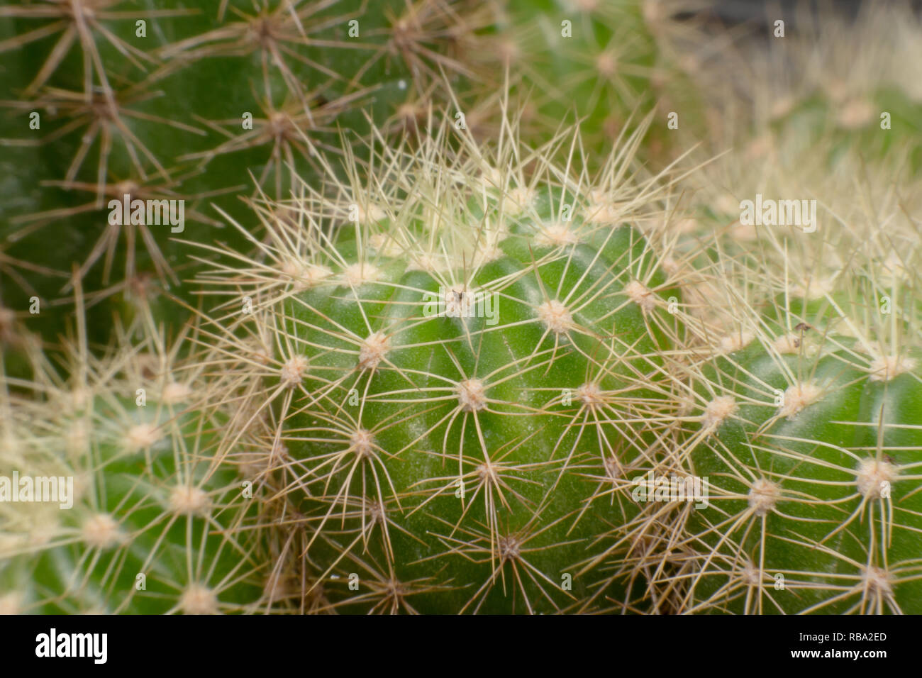 Detail long leaf cactus plant hi-res stock photography and images - Alamy