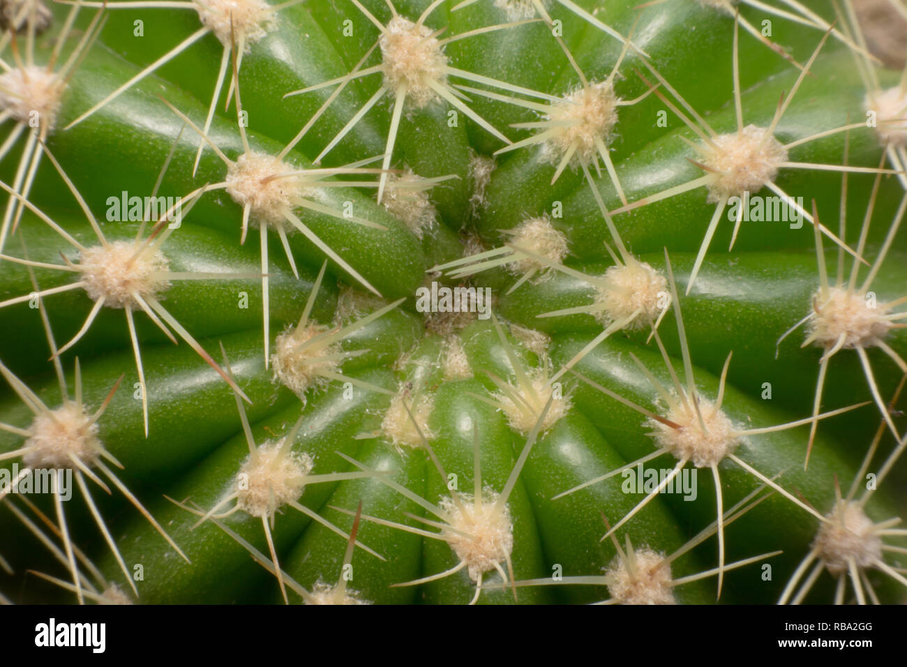 Detail long leaf cactus plant hi-res stock photography and images - Alamy