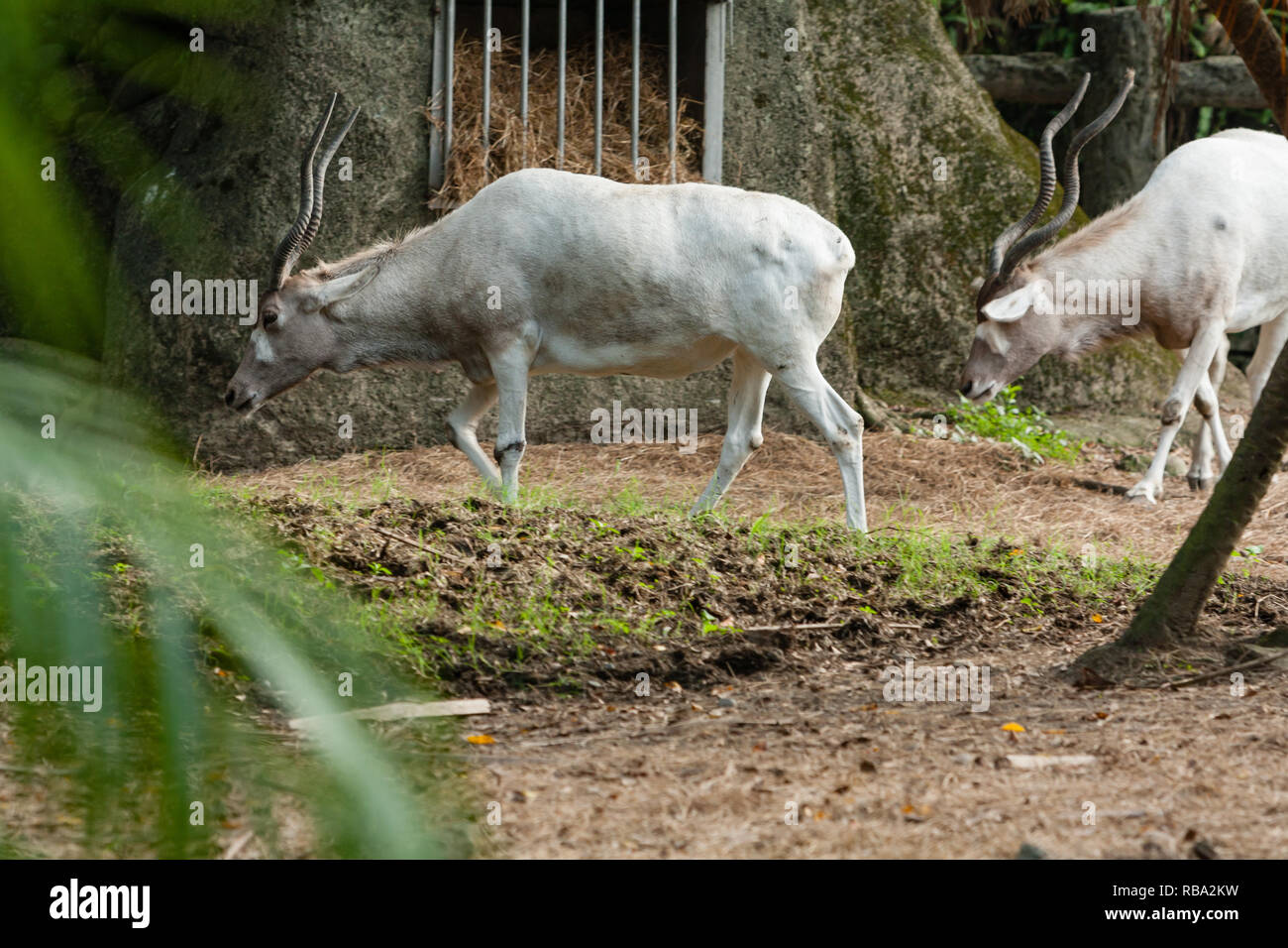 Addax (Addax nasomaculatus), a.k.a. white antelope, screwhorn antelope ...