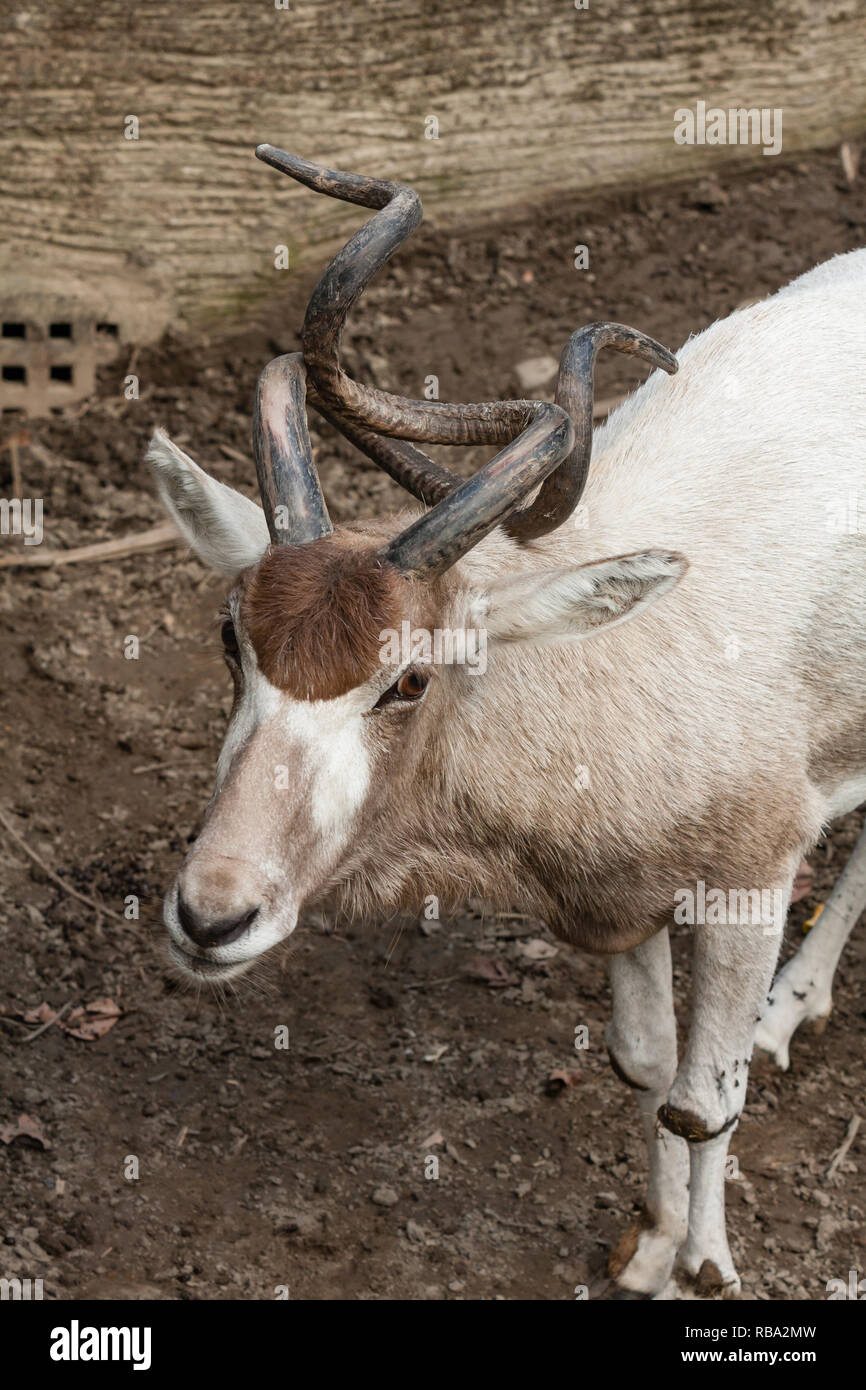 Addax (Addax nasomaculatus), a.k.a. white antelope, screwhorn antelope ...
