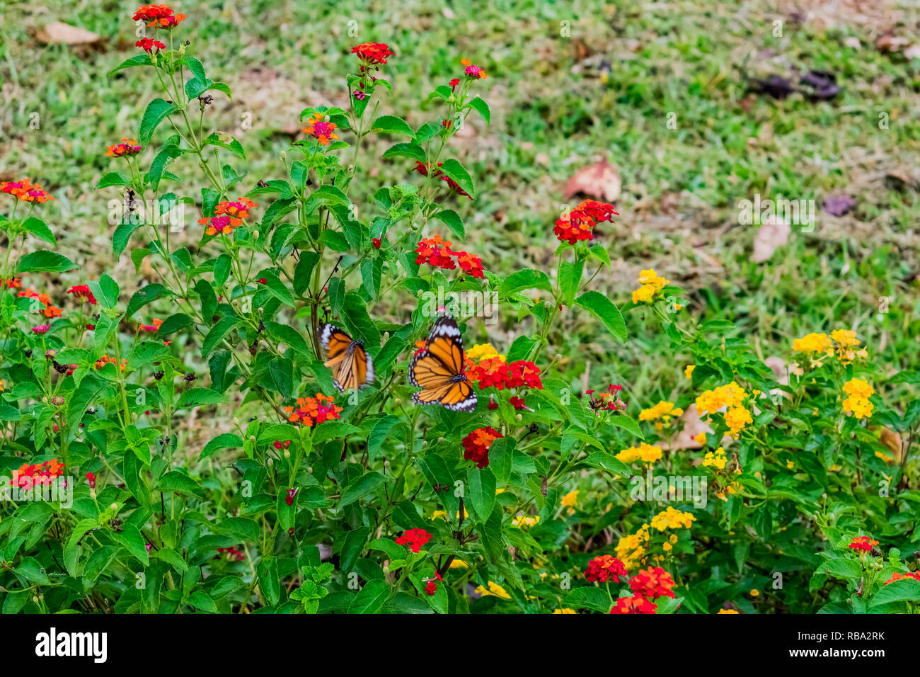 Weeping wing hi-res stock photography and images - Alamy