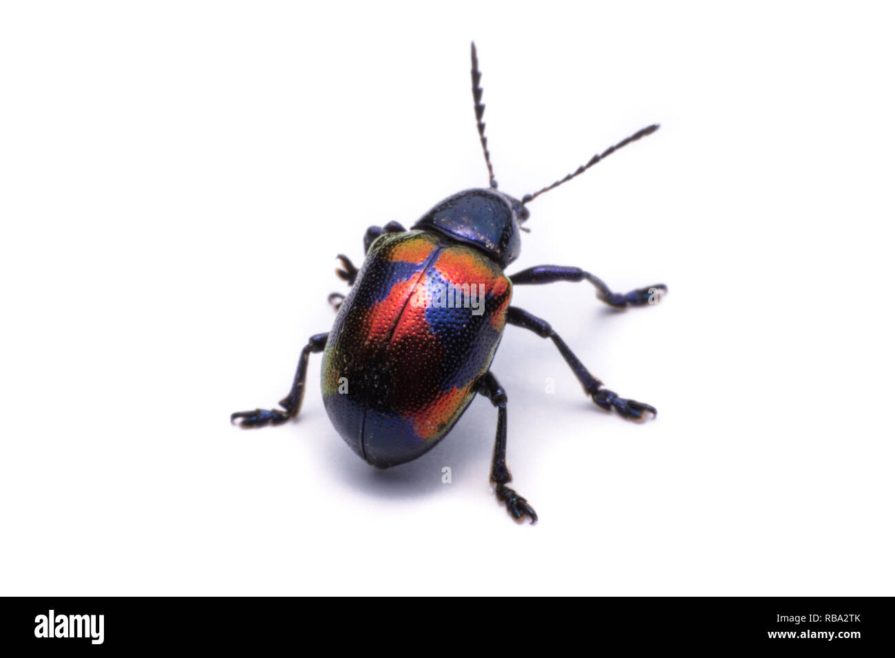 Blue Milkweed Beetle; Scientific Name Chrysochus pulcher Baly, isolated ...
