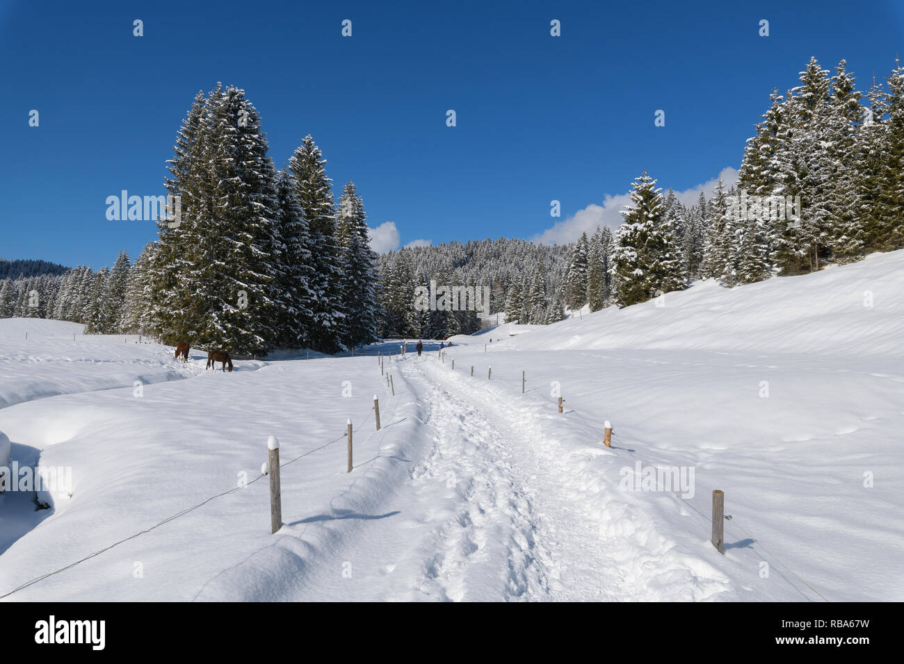 Path in winter, Elmau, Garmisch-Partenkirchen, Upper Bavaria, Bavaria ...