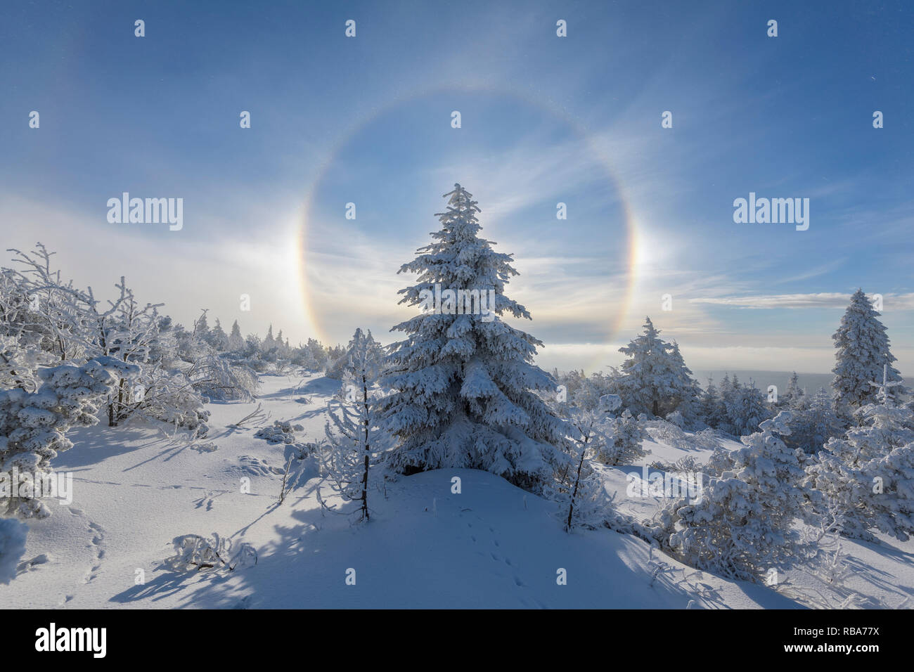 Snow covered coniferous trees with halo and sun in winter, Mount ...