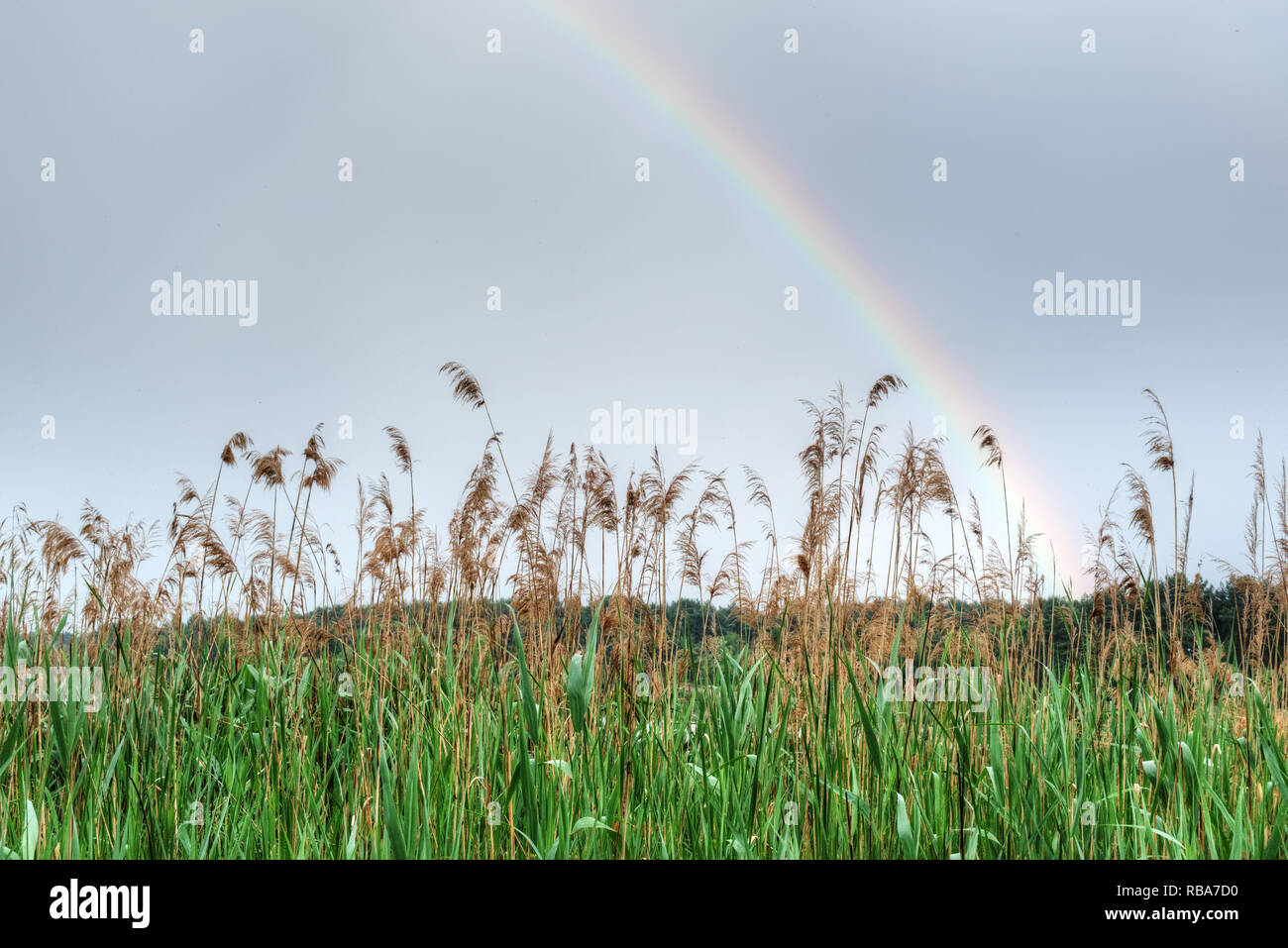 rainy sky over swamp in summer, Drenthe, Netherlands Stock Photo - Alamy