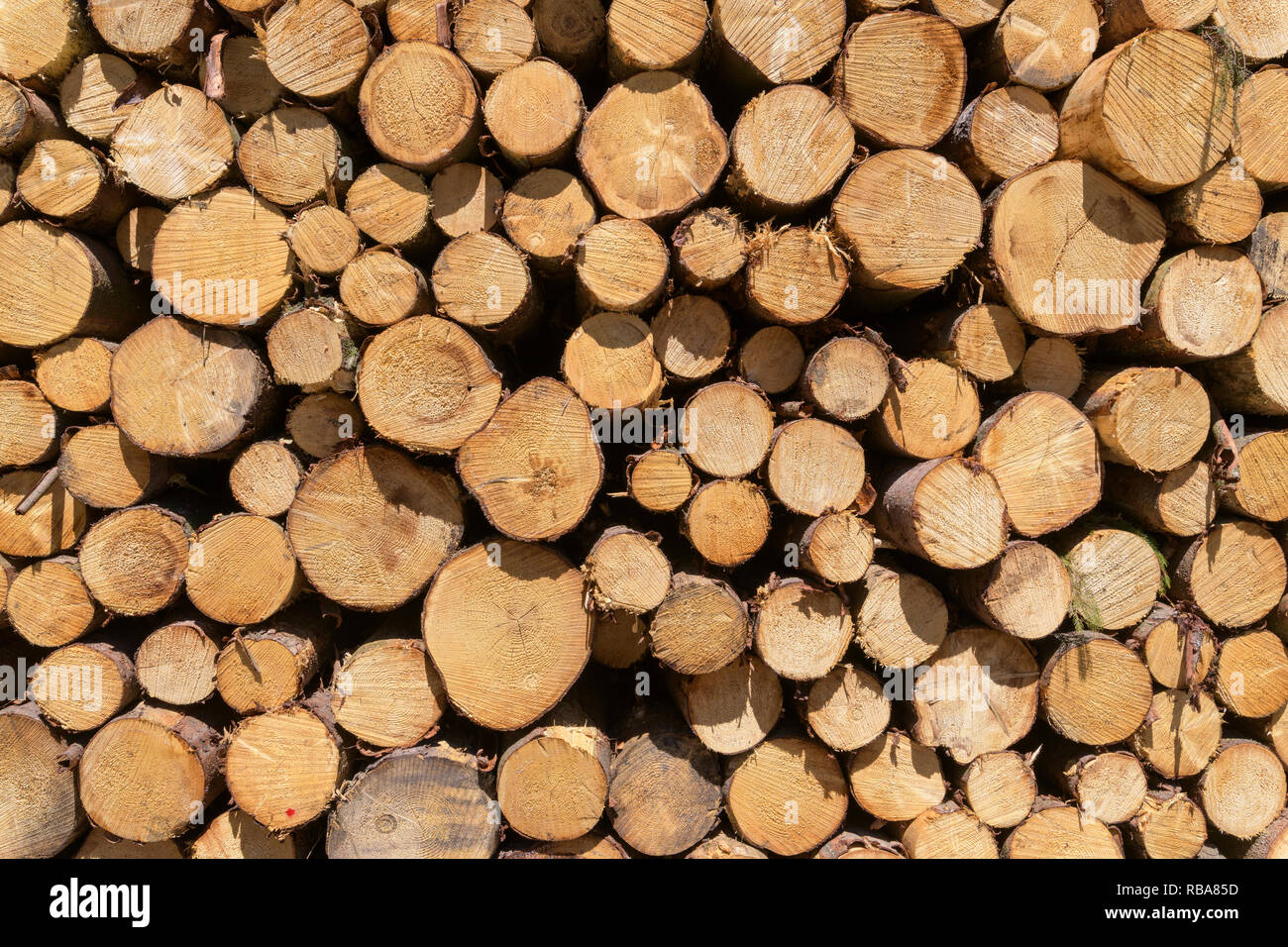 Stacked tree trunk hi-res stock photography and images - Alamy