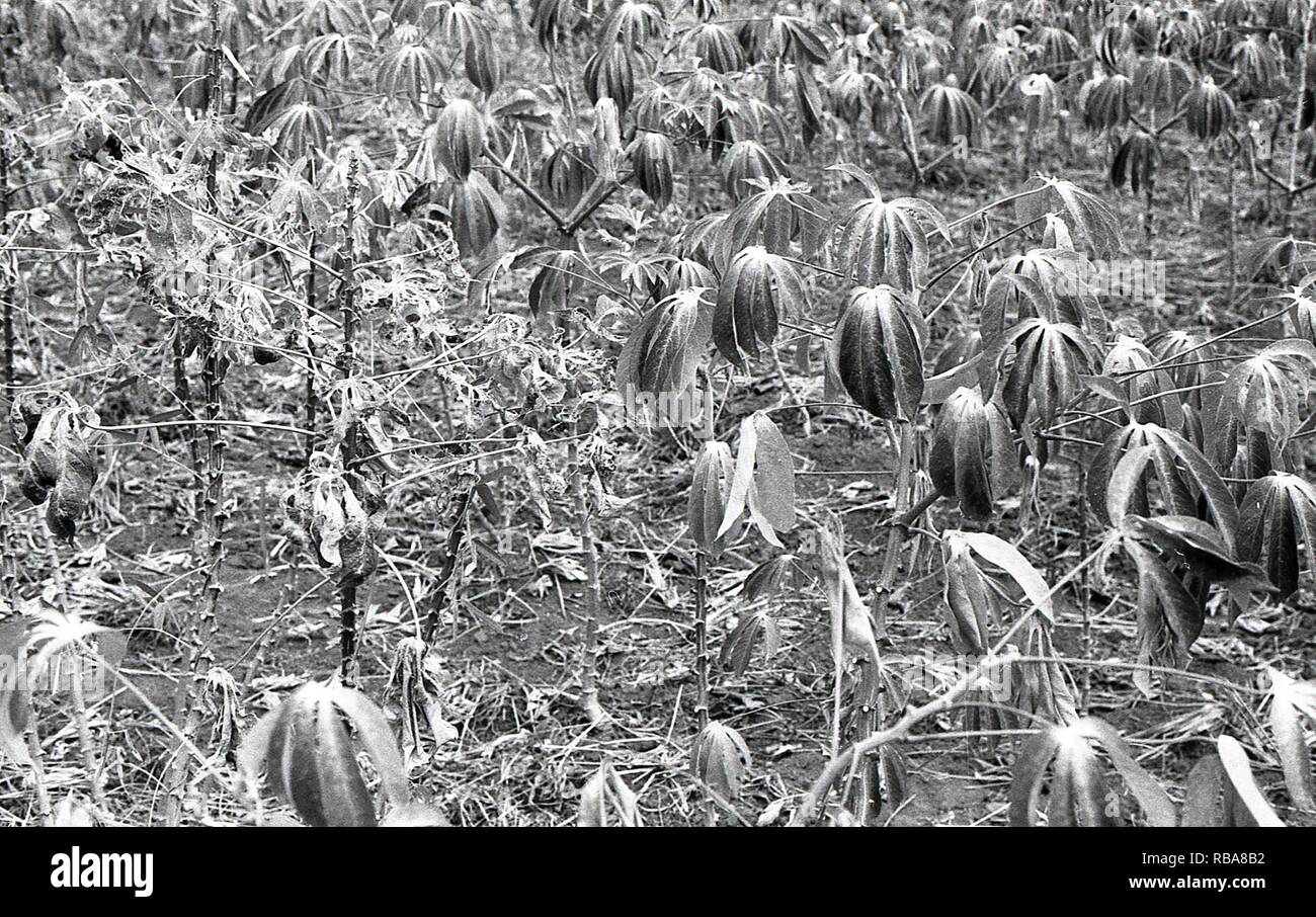 FIELD OF PLANTS Stock Photo - Alamy