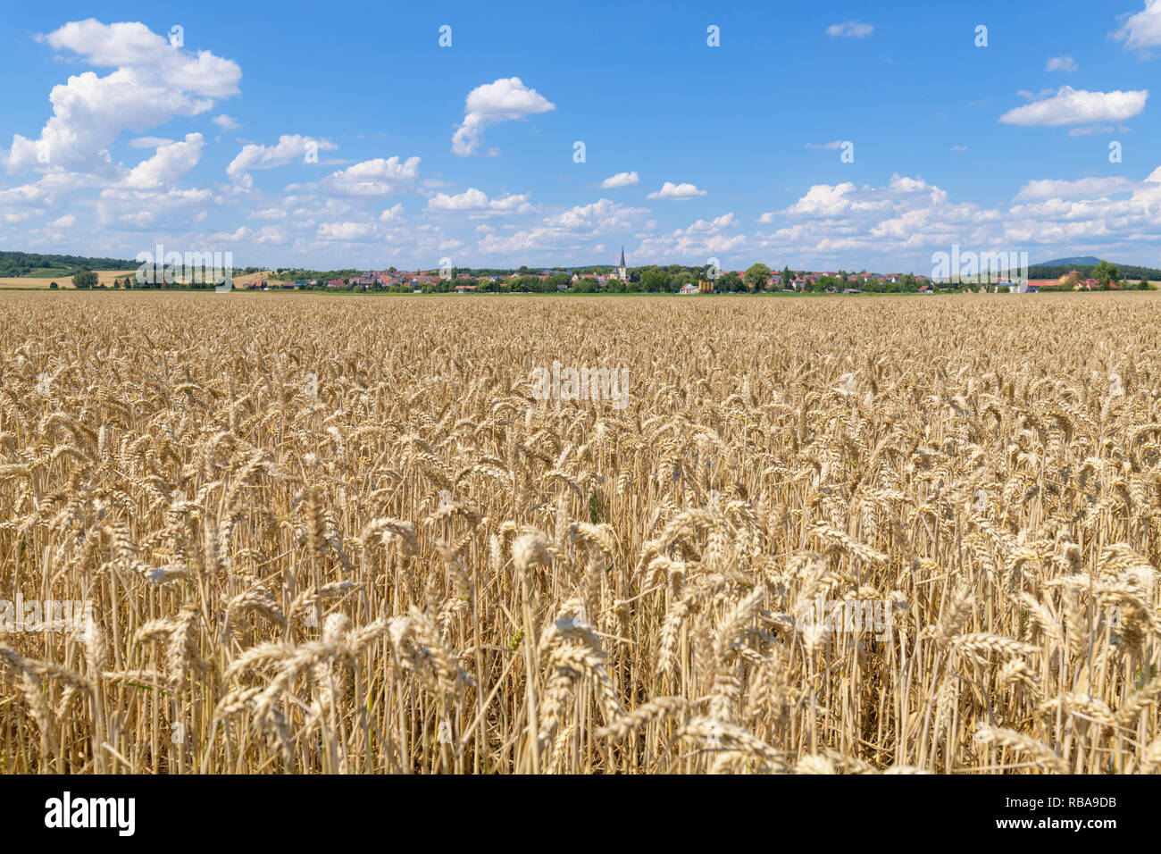 Wheat field with town in the summer, Alsleben, Grabfeld, Bavaria ...