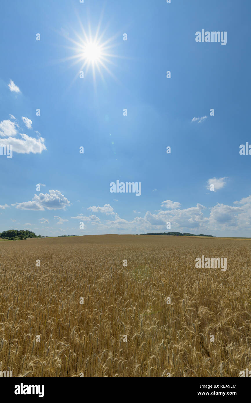 Wheat field with sun in the summer, Alsleben, Grabfeld, Bavaria ...