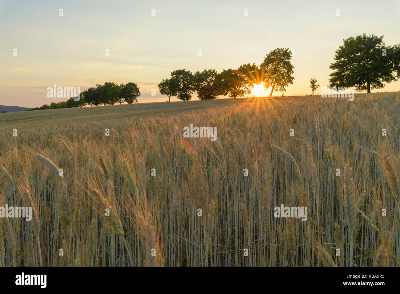 Grain field with row of trees at sunset, Dietersdorf, Bavaria, Germany ...