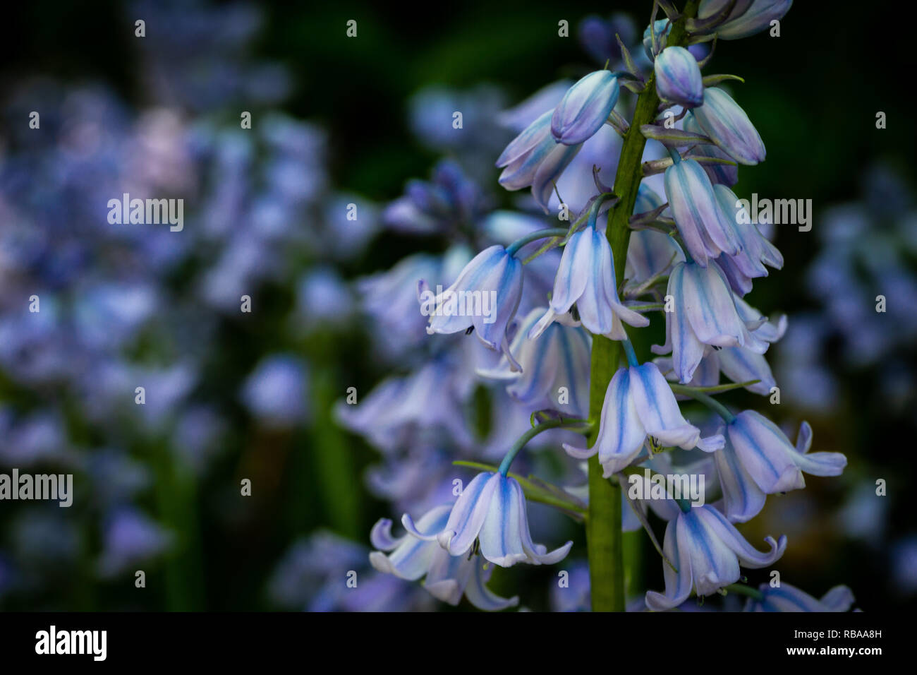 Blue Bell Flowers Closeup Stock Photo - Alamy