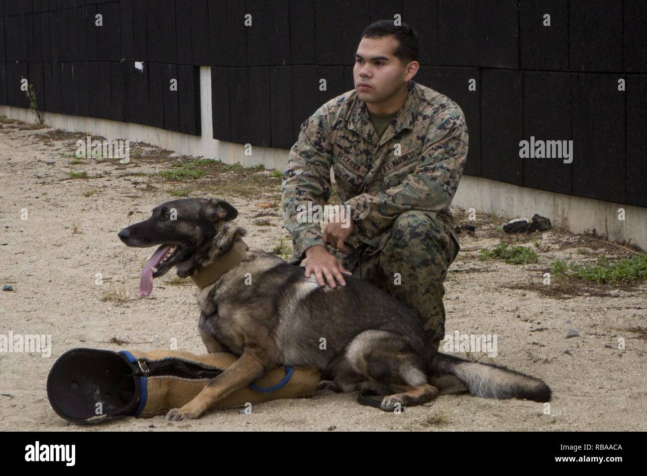 Lance Cpl. Sergio Becerra, a canine handler with Command Element, 31st ...