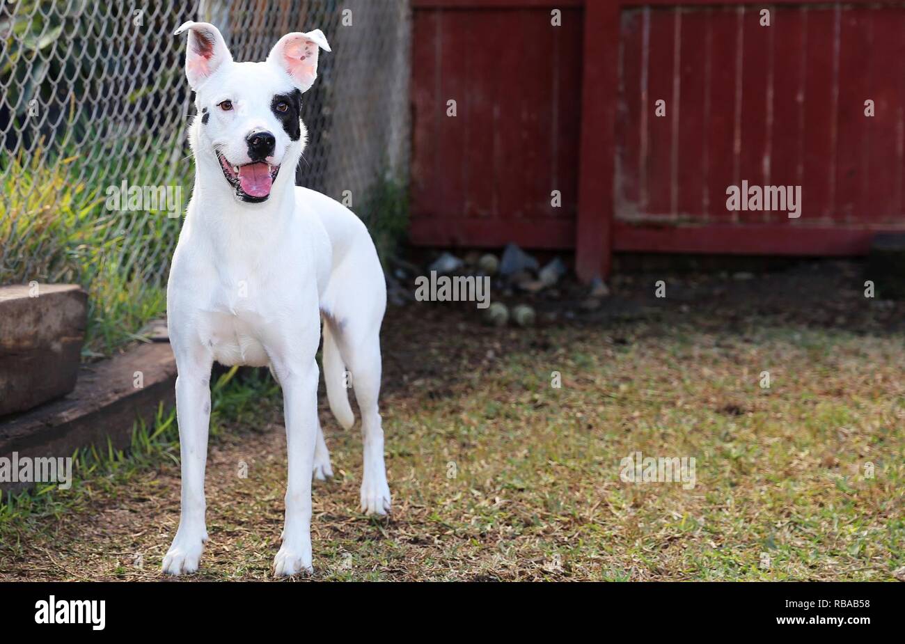 Meet Athena, she is a 3 year old Husky/Dalmation mix, she arrived at ...