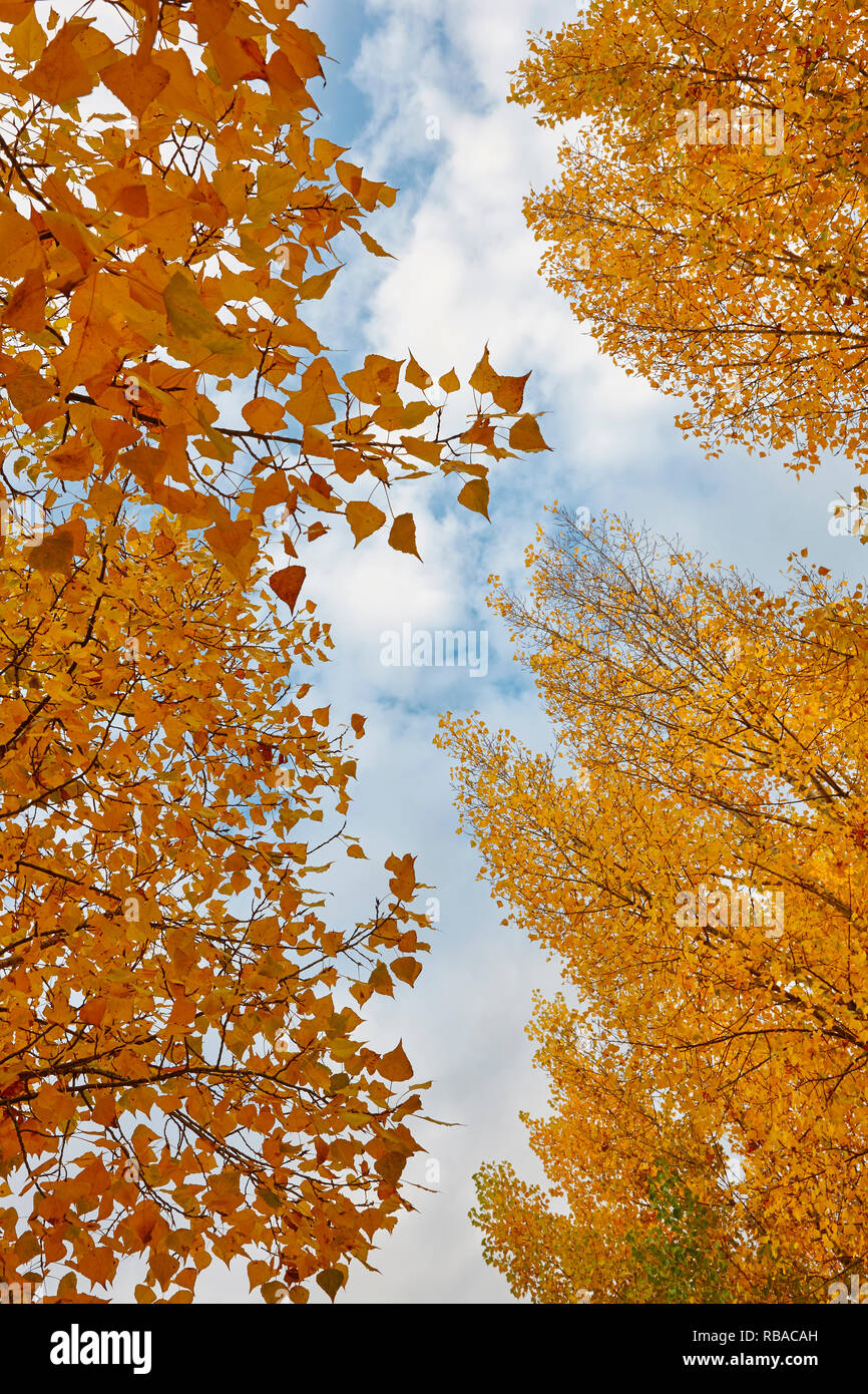 Trees with autumn leaves on golden tone. Lush nature. Vertical Stock ...