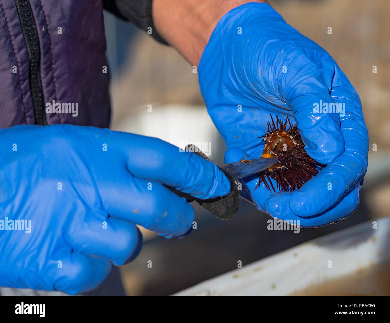fisherman cleans a sea urchin with a knife to eat the pulp Stock Photo ...